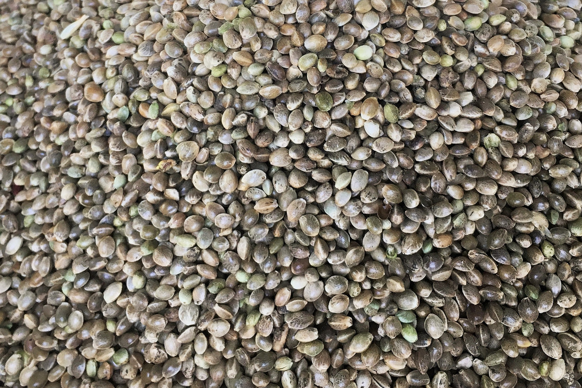 Hemp Seeds 101 – Midwest Hemp Supply