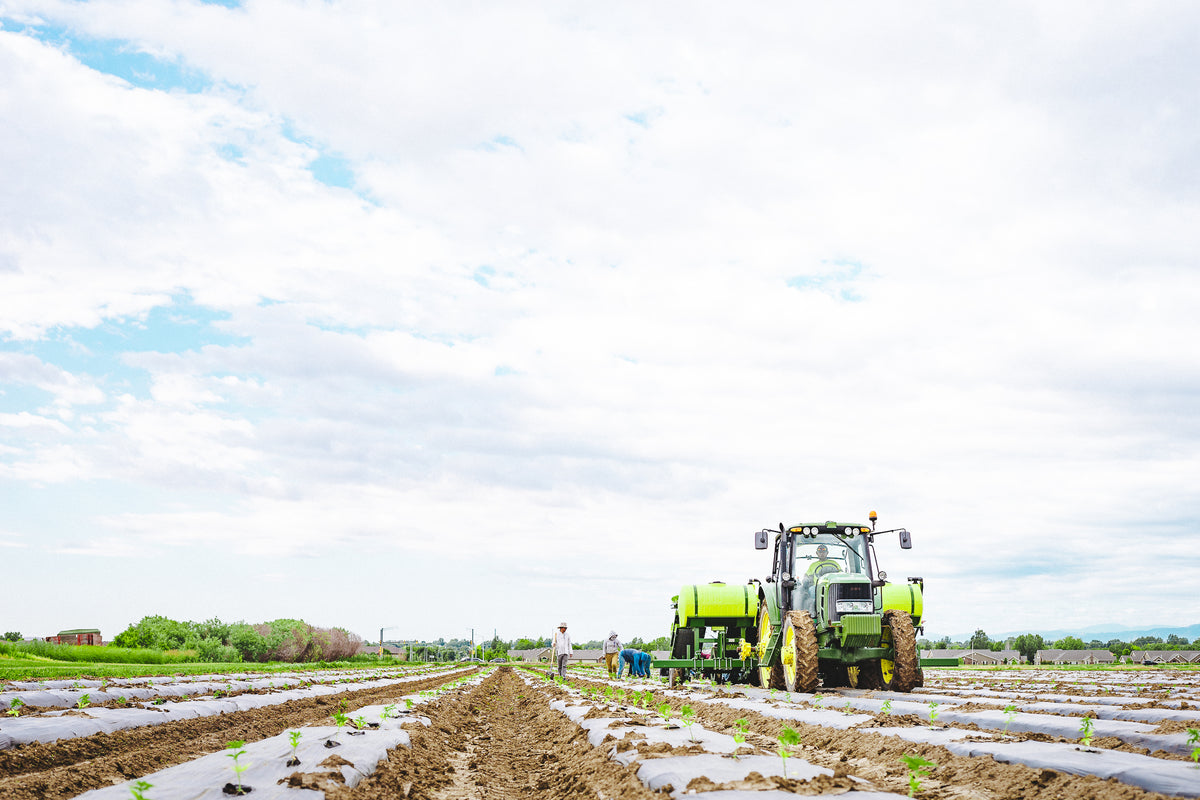 Blue Forest Farms – Midwest Hemp Supply